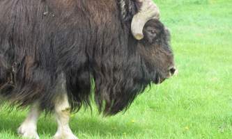 Musk Ox Farm | Unique Alaskan Animals Near Anchorage | ALASKA.ORG