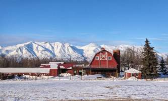 Musk Ox Farm | Unique Alaskan Animals Near Anchorage | ALASKA.ORG