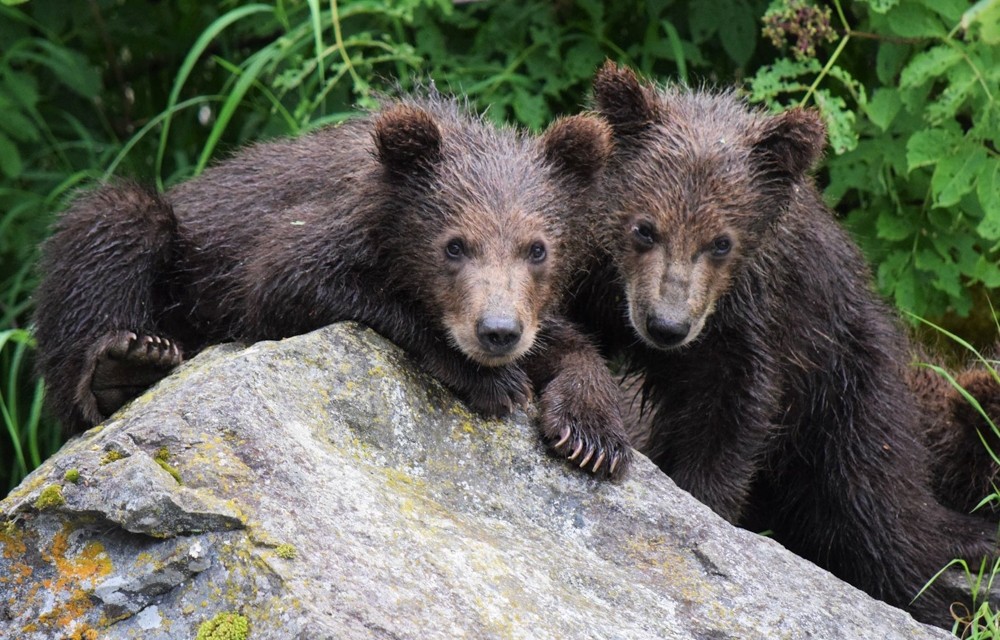 Rust's Bear Viewing | Scenic Flightseeing & Great Bear… | ALASKA.ORG