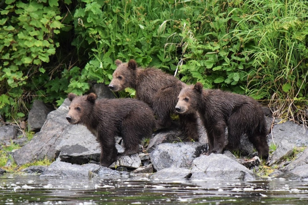 Rust's Bear Viewing | Scenic Flightseeing & Great Bear… | ALASKA.ORG