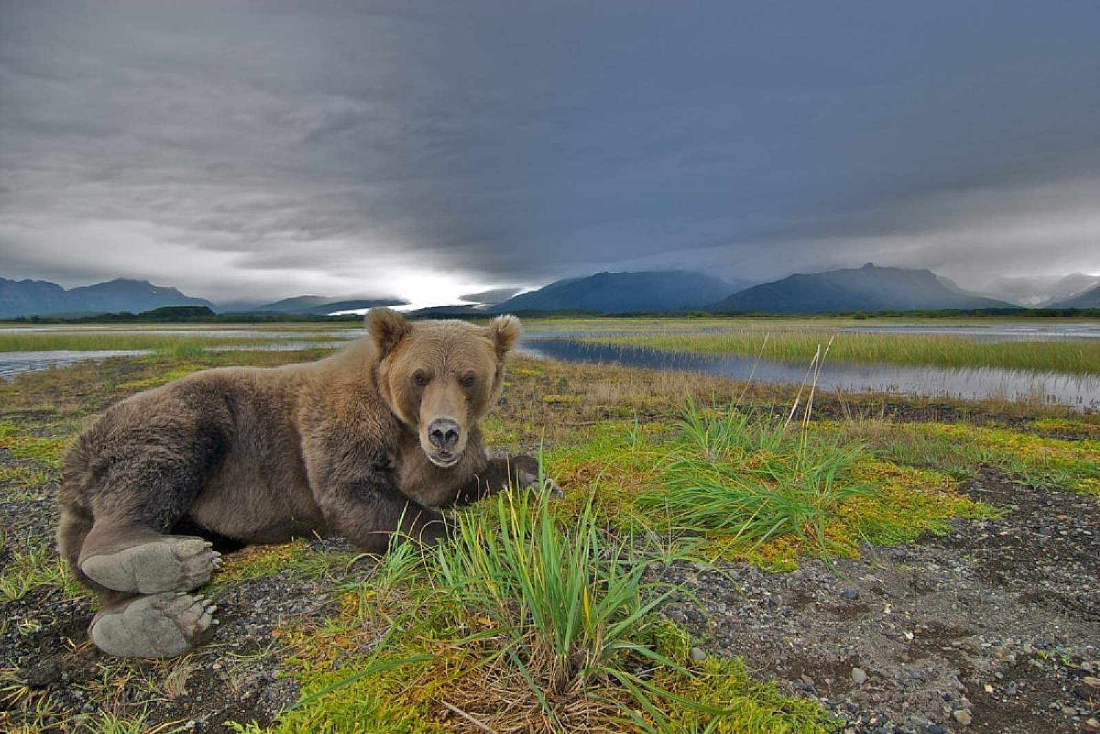 Smokey Bay Air | Bear Viewing Tours in Homer, Alaska | ALASKA.ORG