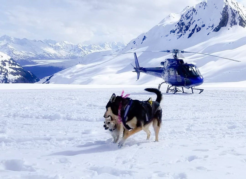 Snowhook Adventure Guides Dog Sled Tours | Iditarod Sled… | ALASKA.ORG