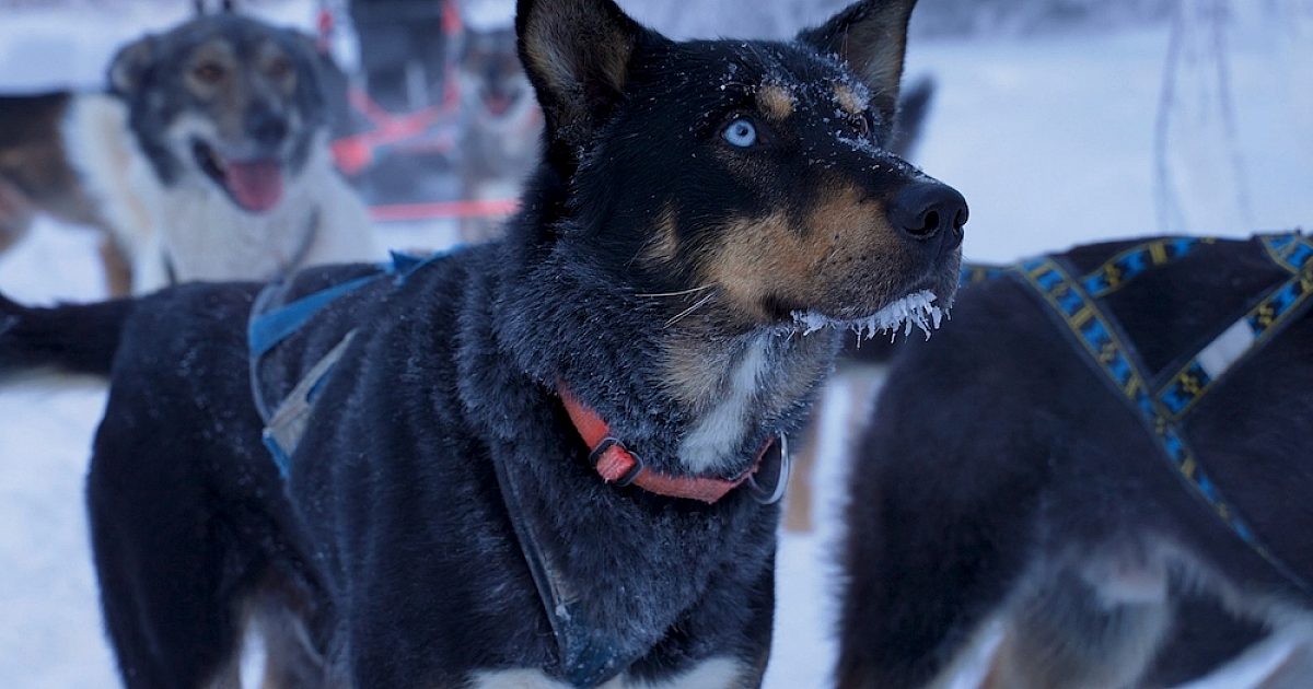 Snowhook Adventure Guides Dog Sled Tours | Year-Round… | ALASKA.ORG