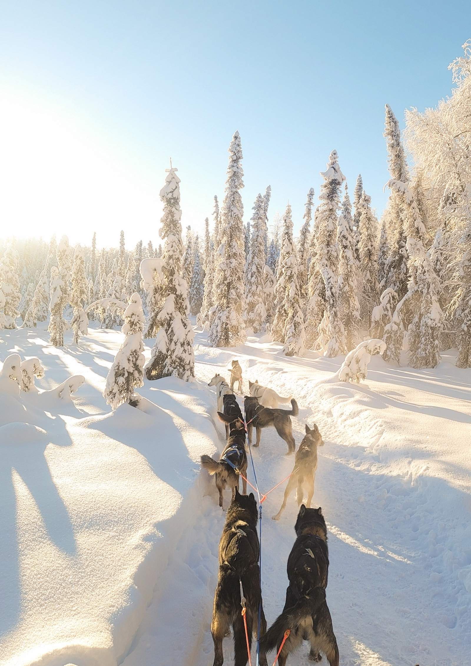 Snowhook Adventure Guides Dog Sled Tours | Year-Round… | ALASKA.ORG