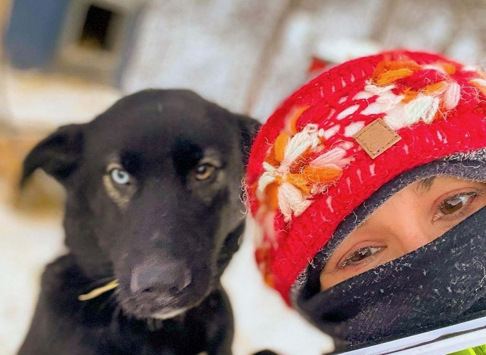 Snowhook Adventure Guides Dog Sled Tours | Year-Round… | ALASKA.ORG