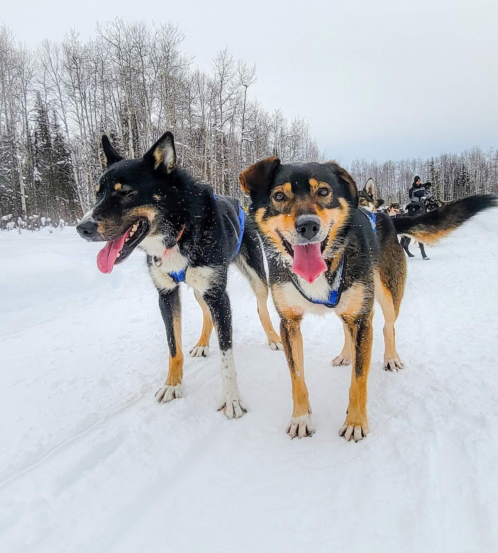 Snowhook Adventure Guides Dog Sled Tours | Year-Round… | ALASKA.ORG
