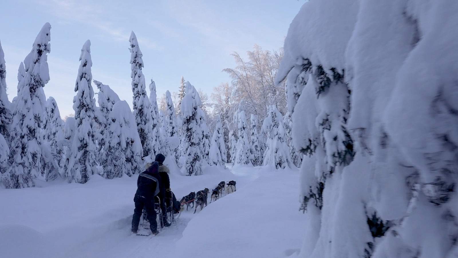 Snowhook Adventure Guides Dog Sled Tours | Year-Round… | ALASKA.ORG