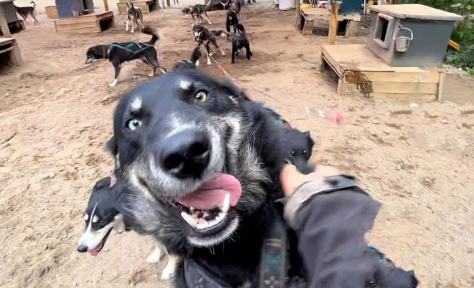 Snowhook Adventure Guides Dog Sled Tours | Year-Round… | ALASKA.ORG