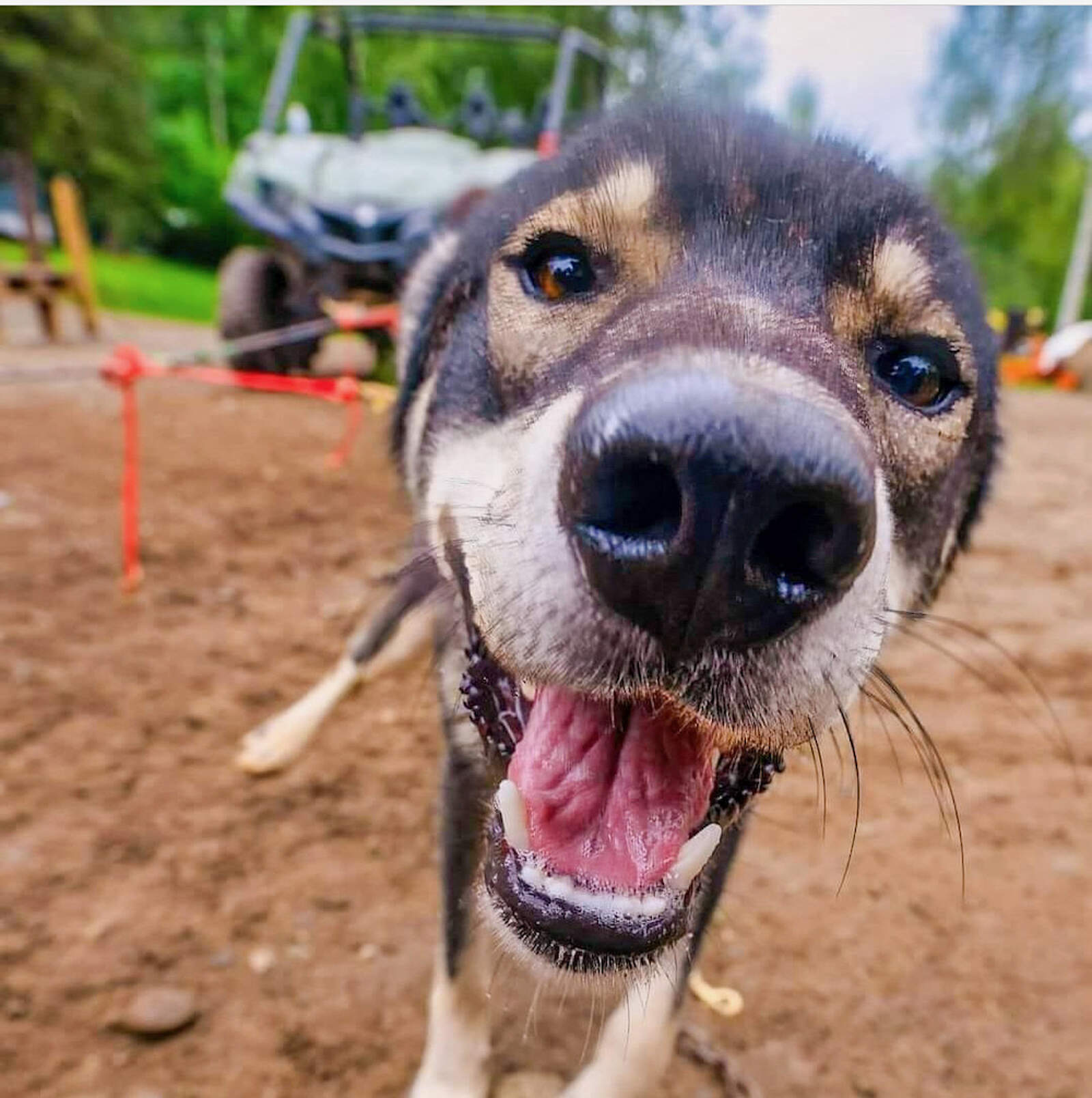 Snowhook Adventure Guides Dog Sled Tours | Year-Round… | ALASKA.ORG