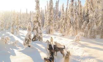 Snowhook Adventure Guides Dog Sled Tours | Year-Round… | ALASKA.ORG