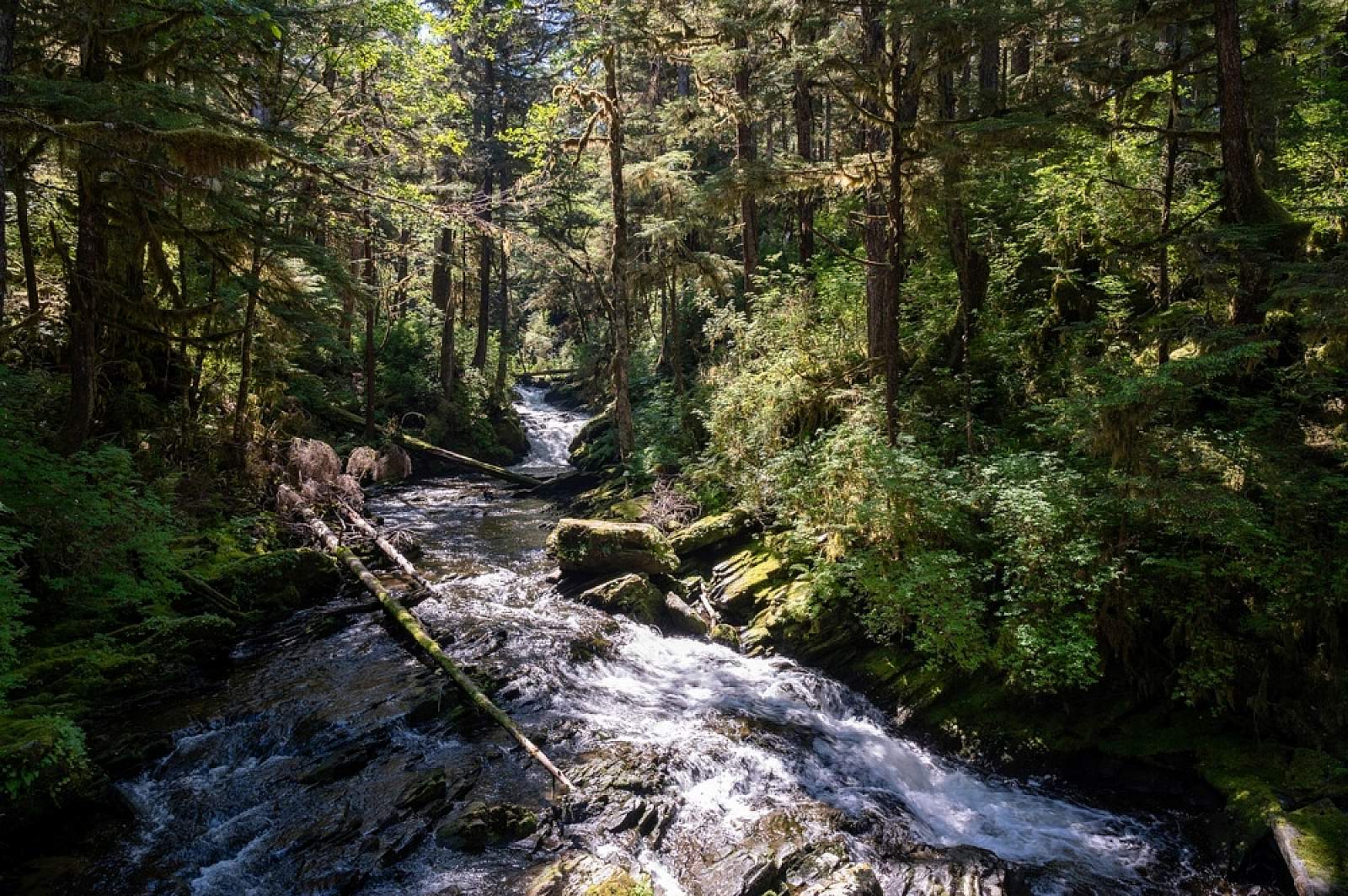 Tongass Teague LLC | Guided Hikes in Ketchikan | ALASKA.ORG