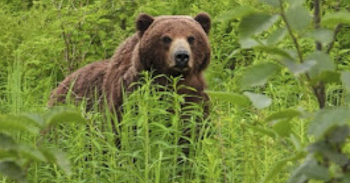 Hoonah / Icy Strait City Sightseeing Tours | ALASKA.ORG