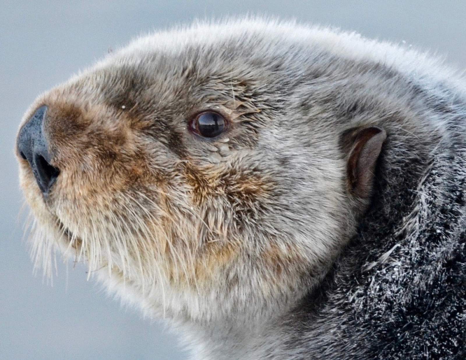 Sea Otter Viewing Cordova | The Best Viewing Spots | ALASKA.ORG