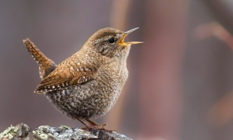 Alaska Birds | Facts & Photos of Alaska's Bird Species | ALASKA.ORG