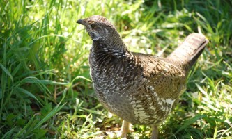 Alaska Birds | Facts & Photos of Alaska's Bird Species | ALASKA.ORG