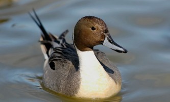 Alaska Birds | Facts & Photos of Alaska's Bird Species | ALASKA.ORG