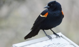 Alaska Birds | Facts & Photos of Alaska's Bird Species | ALASKA.ORG