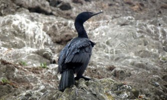 Alaska Birds | Facts & Photos of Alaska's Bird Species | ALASKA.ORG