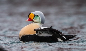 Alaska Birds | Facts & Photos of Alaska's Bird Species | ALASKA.ORG