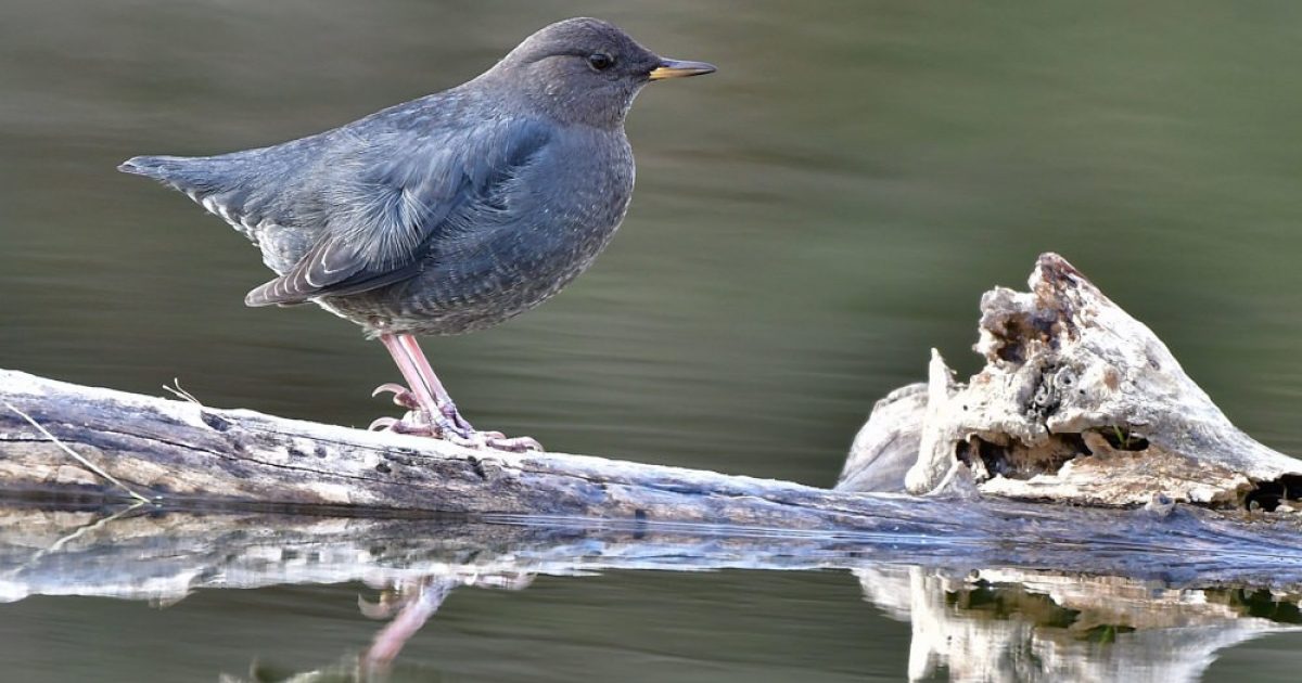 American Dipper | ALASKA.ORG