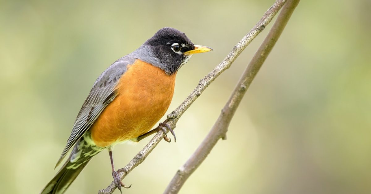 American Robin | ALASKA.ORG