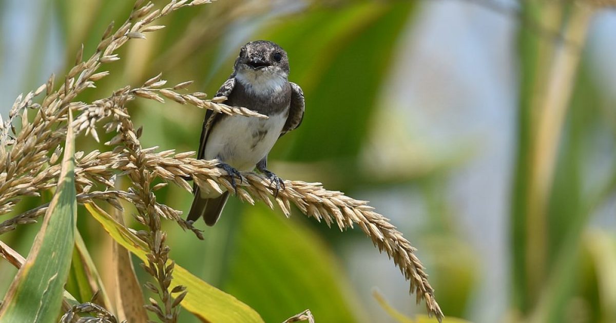 Bank Swallow | ALASKA.ORG