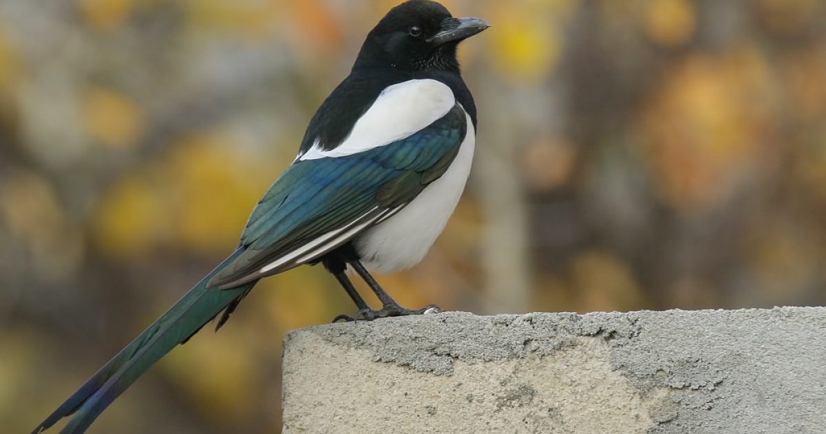 Black-billed Magpie | ALASKA.ORG