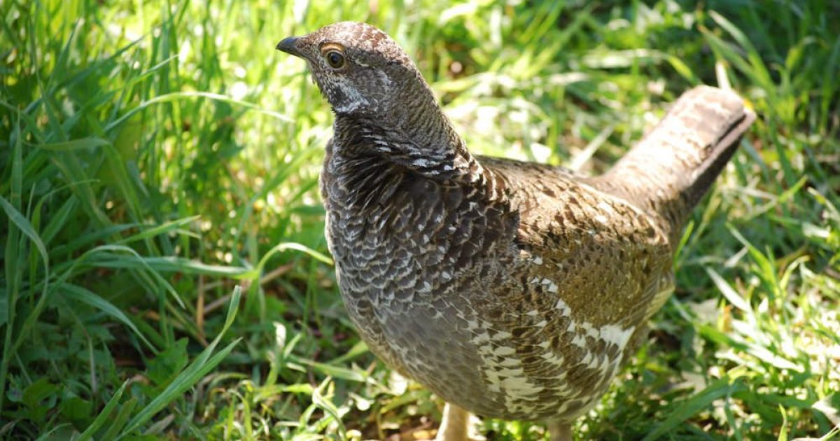 Blue Grouse | ALASKA.ORG