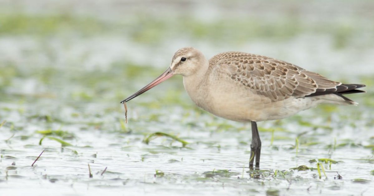 Hudsonian Godwit | ALASKA.ORG