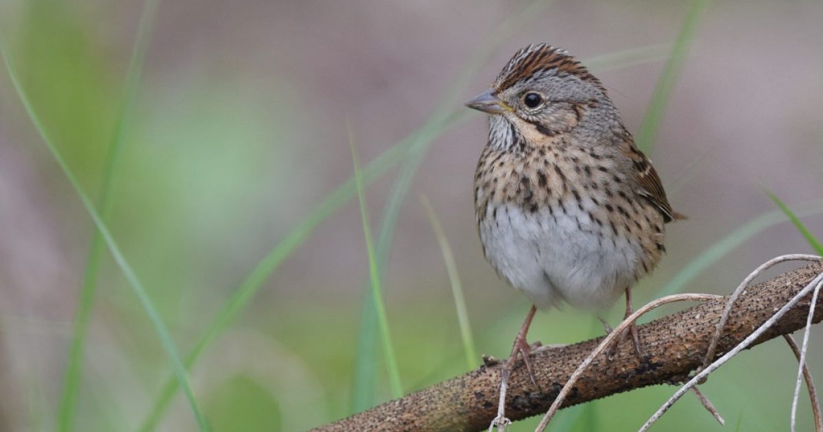 Lincoln's Sparrow | ALASKA.ORG