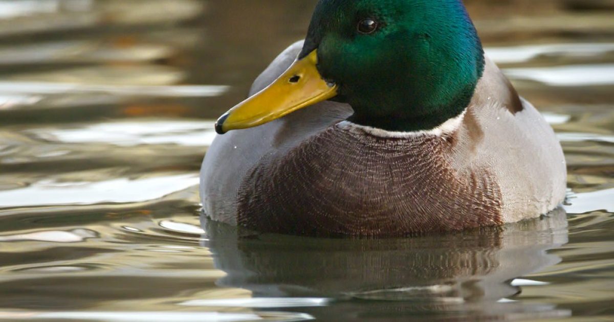 Mallard | ALASKA.ORG