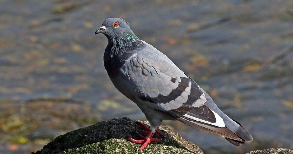 Rock Dove | ALASKA.ORG