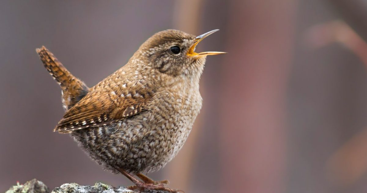 Winter Wren | ALASKA.ORG