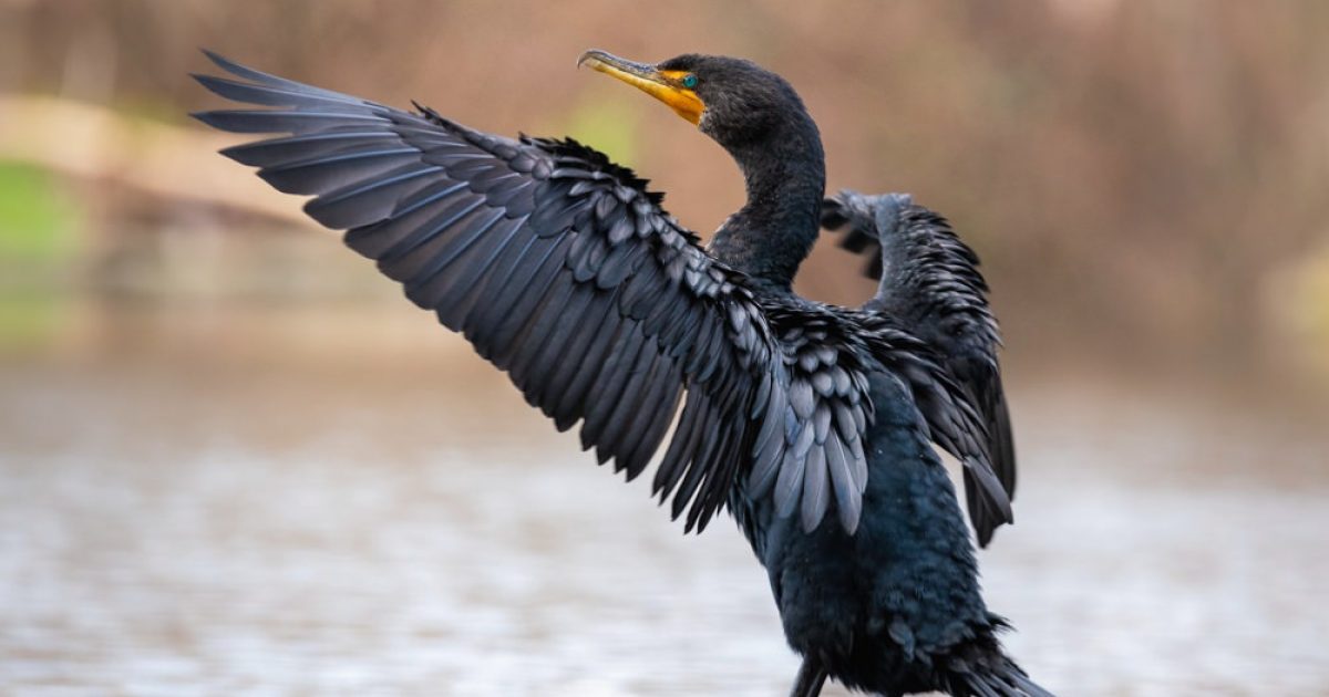 Double-crested Cormorant | ALASKA.ORG