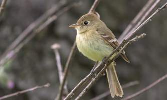 Alaska Birds | Facts & Photos of Alaska's Bird Species | ALASKA.ORG