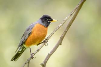 Varied Thrush | ALASKA.ORG
