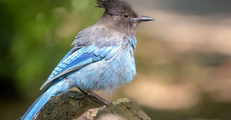 What Is A Jay Bird Look Like