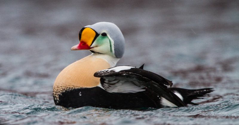 king eider duck hunting alaska