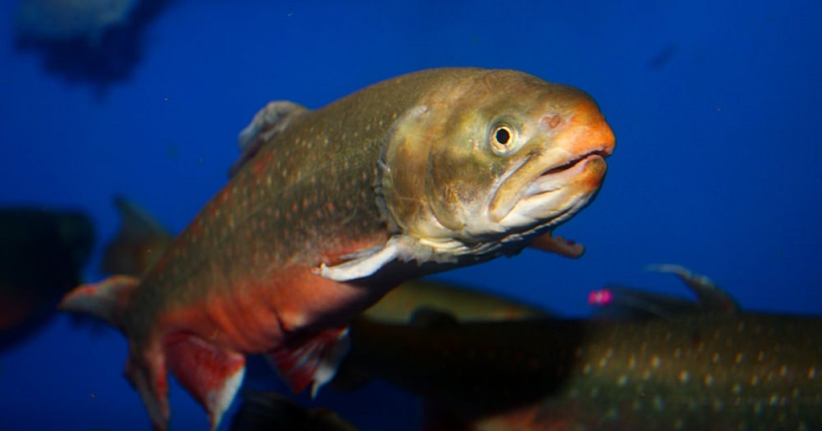 Arctic Char | ALASKA.ORG