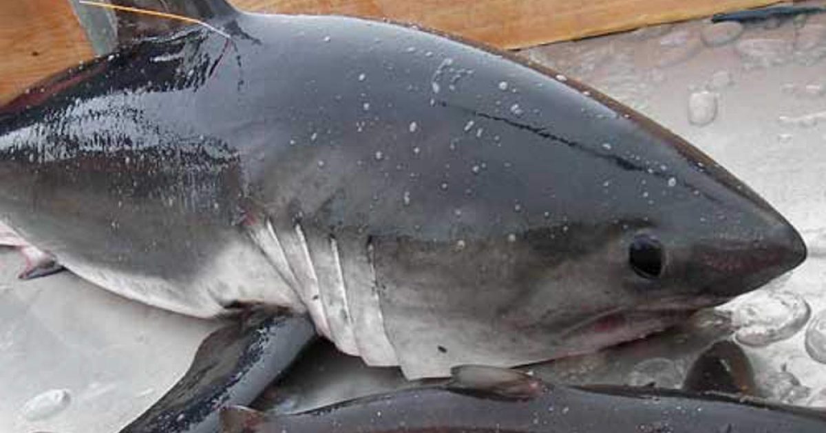 Salmon Shark | ALASKA.ORG