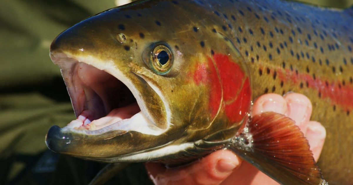 Steelhead (sea-run Rainbow) | ALASKA.ORG