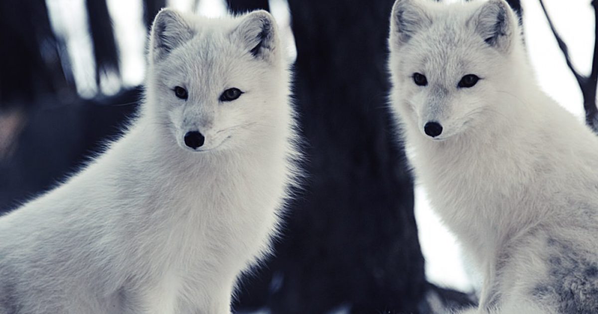 arctic fox calling