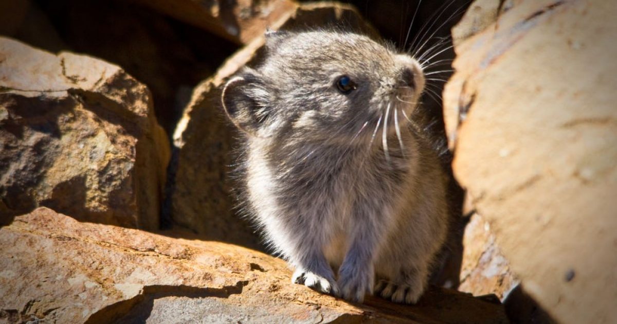 Collared Pika | ALASKA.ORG