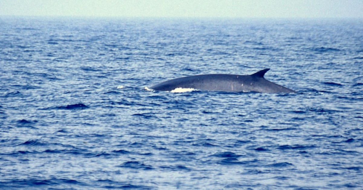 Fin Whale | ALASKA.ORG