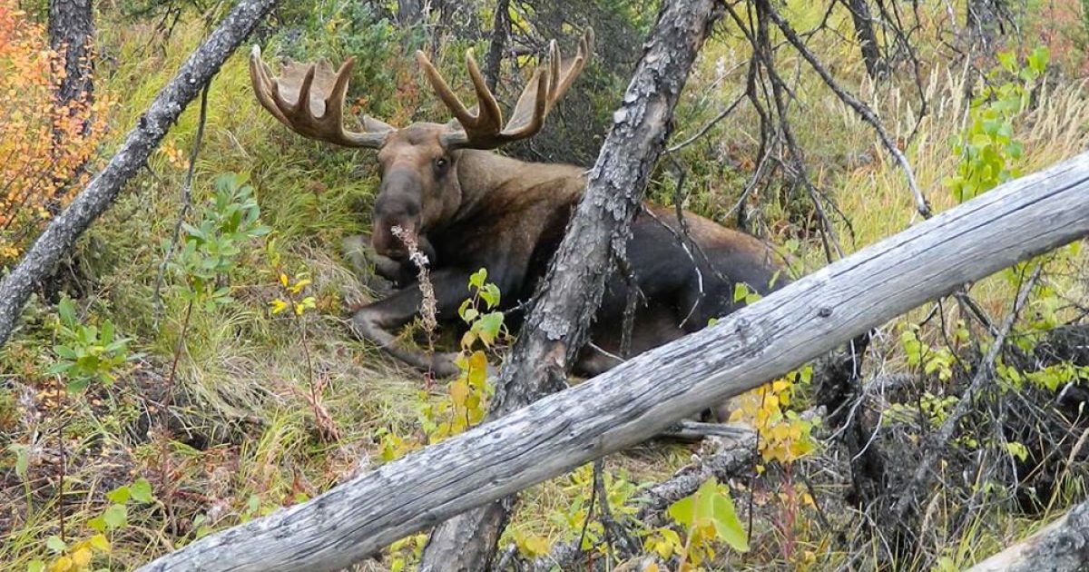 Moose Viewing near the Chena River and Fairbanks | ALASKA.ORG
