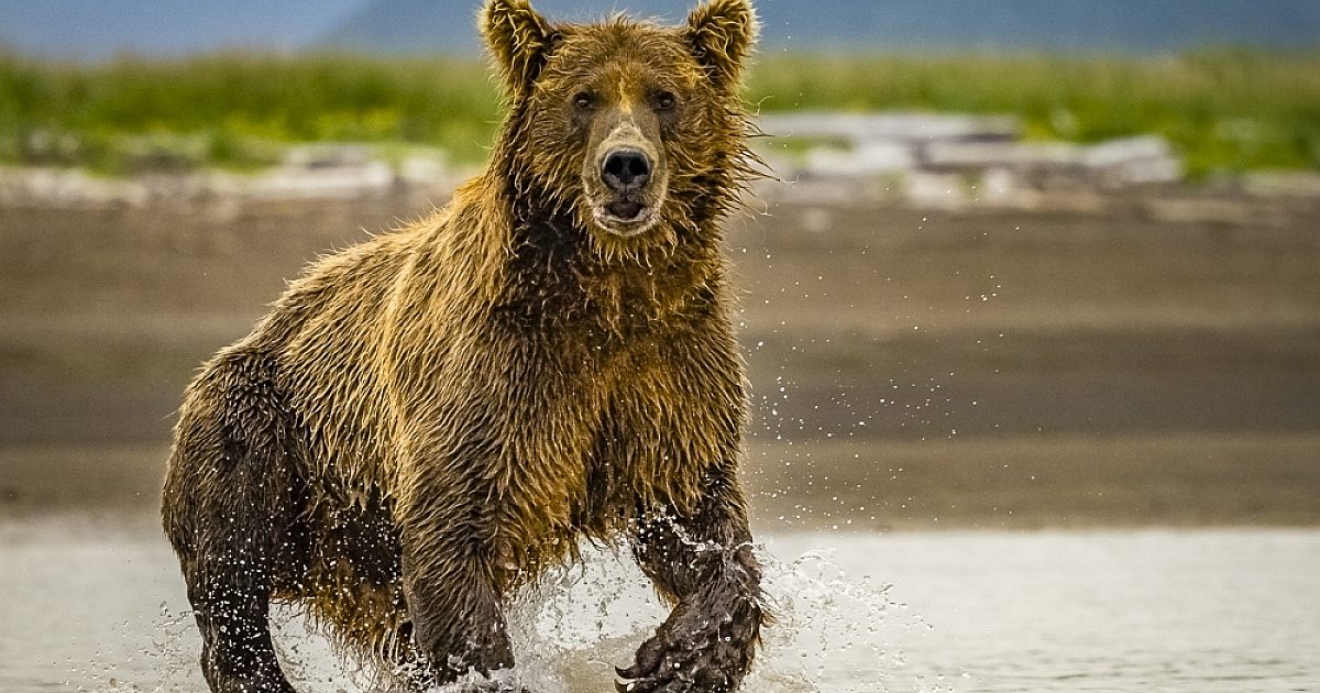 Alaska Bear Camp | 4 Night / 5 Day All-Inclusive… | ALASKA.ORG