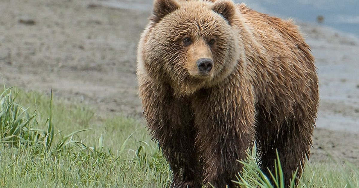 Homer National Park Tours | Trips to Katmai and Lake… | ALASKA.ORG