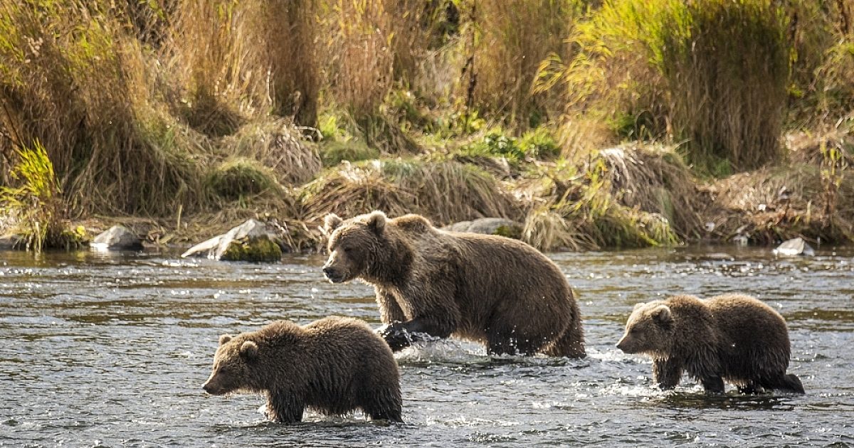 Kodiak Brown Bear Center | Multi-Day Bear Viewing in… | ALASKA.ORG