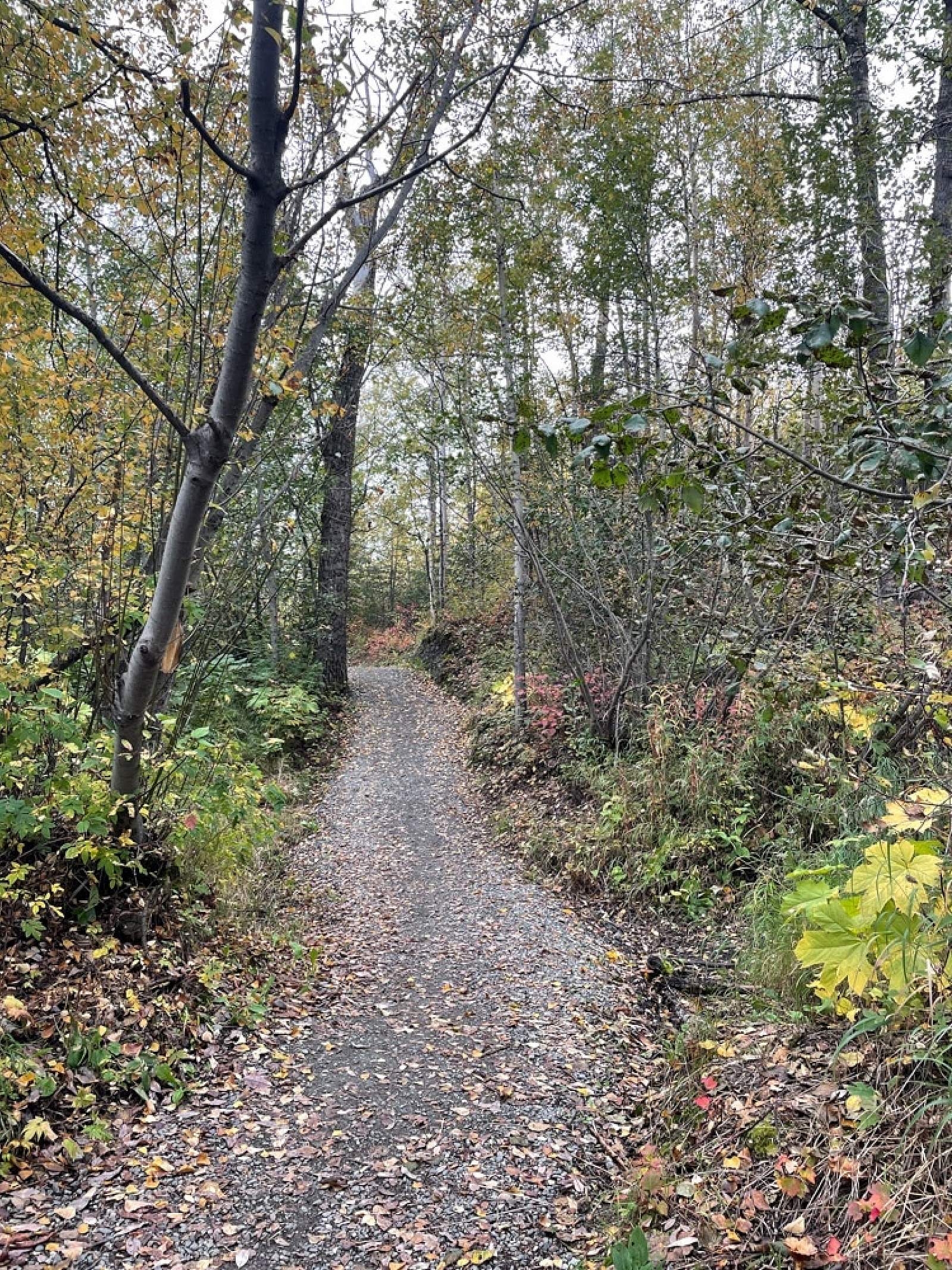 Matanuska River Park Trails | Family-friendly Trail near… | ALASKA.ORG