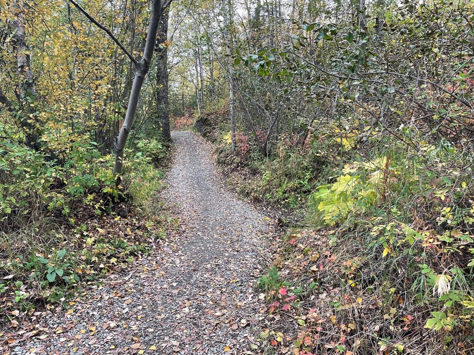 Matanuska River Park Trails | Family-friendly Trail near… | ALASKA.ORG